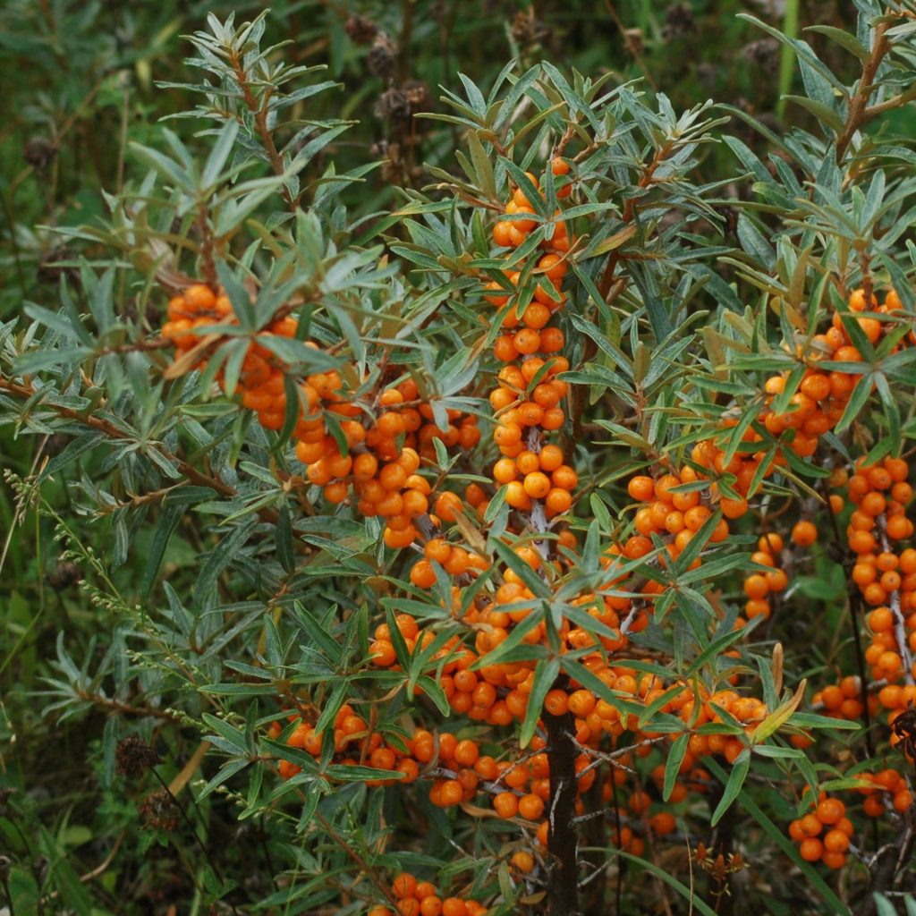 Hippophae rhamnoides 'Leikora' - Multiplants
