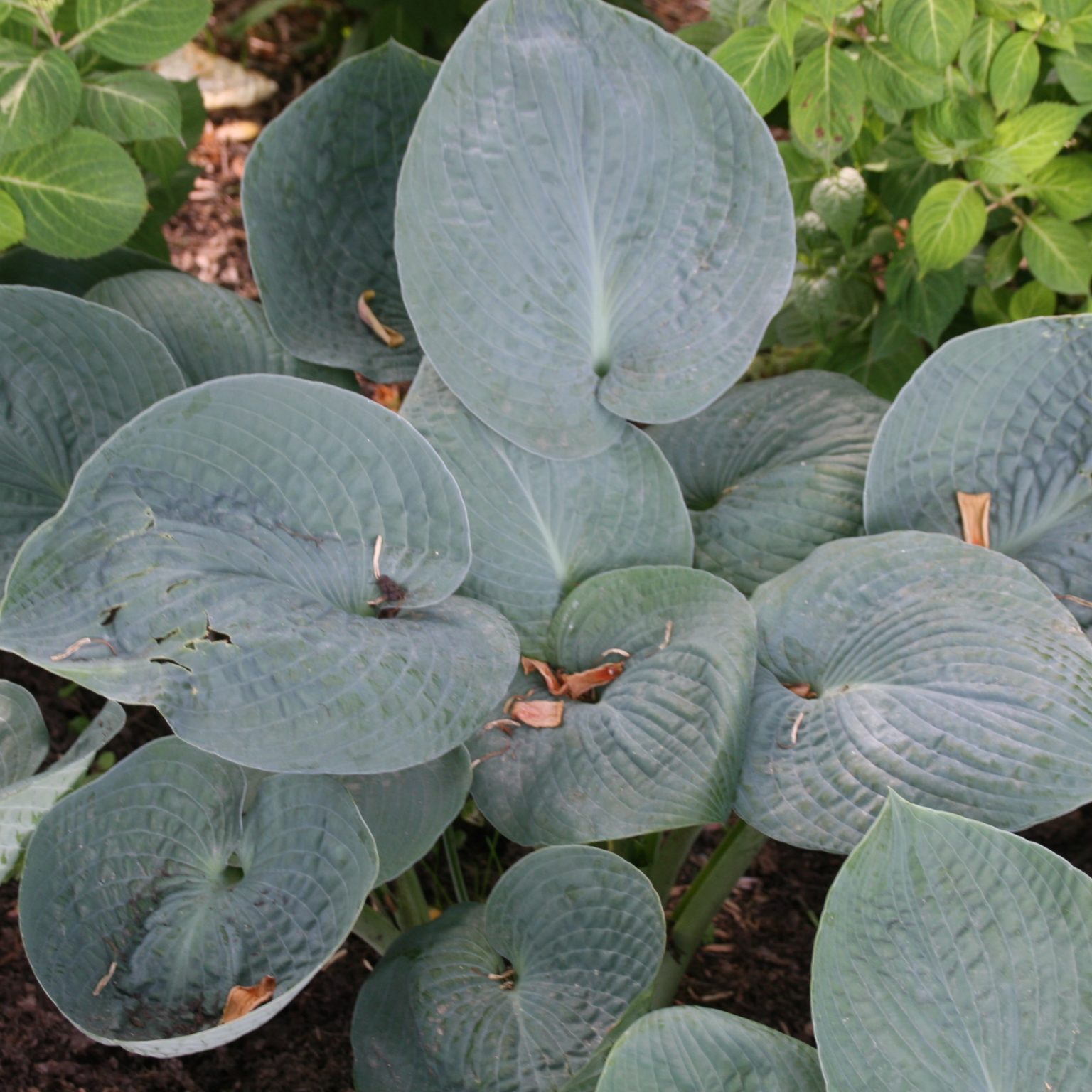 Hosta 'Big Daddy' - Multiplants