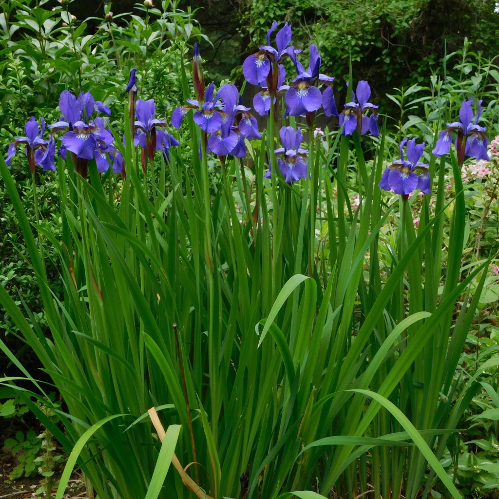 Phlox paniculata 'Purple Kiss' - Multiplants