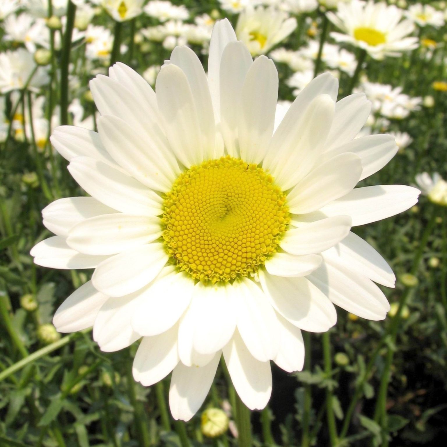 Leucanthemum superbum ‘Alaska’ – Multiplants