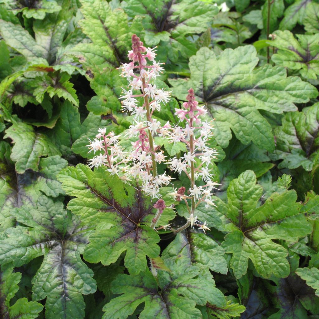 Aruncus dioicus - Multiplants