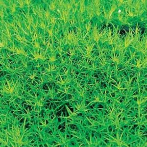 Arenaria verna 'Aurea' - Multiplants