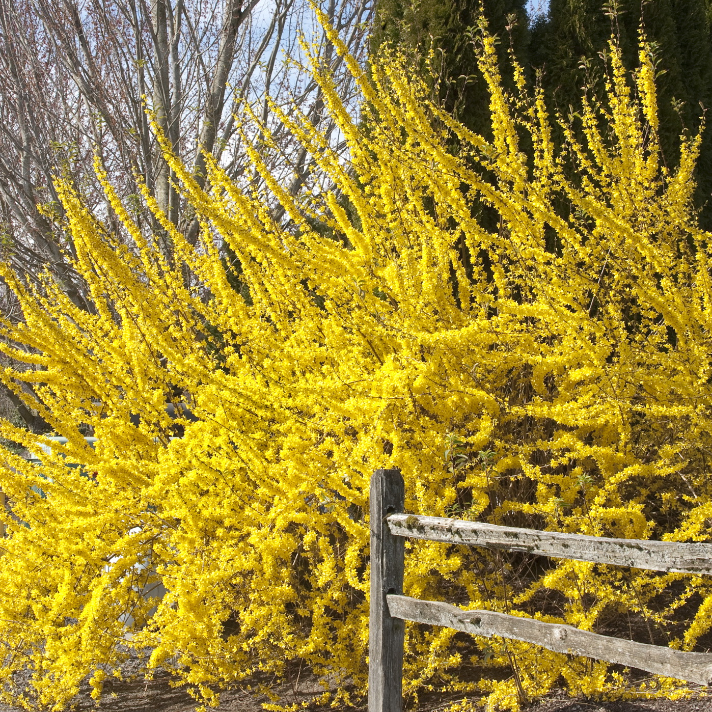 Forsythia intermedia ‘Spring Glory’ – Multiplants