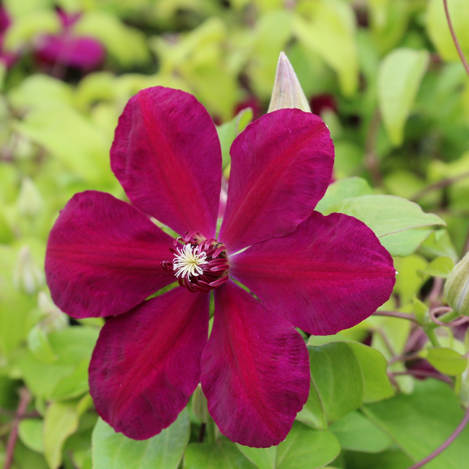 Clematis 'Westerplatte - Multiplants