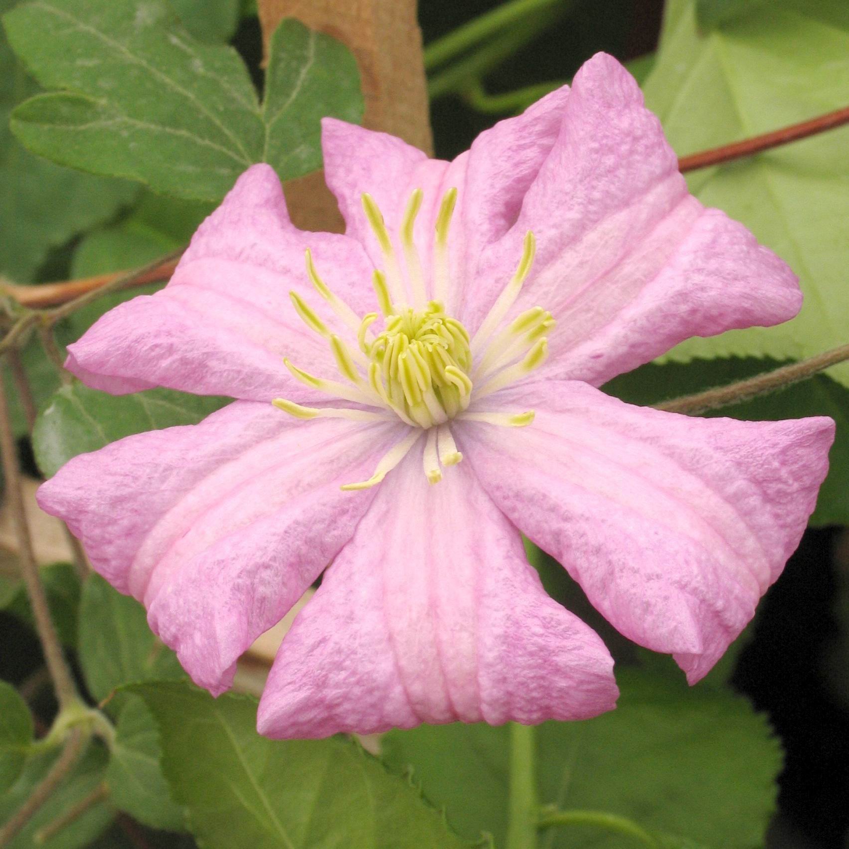 Clematis ‘Louise Rowe’ – Multiplants