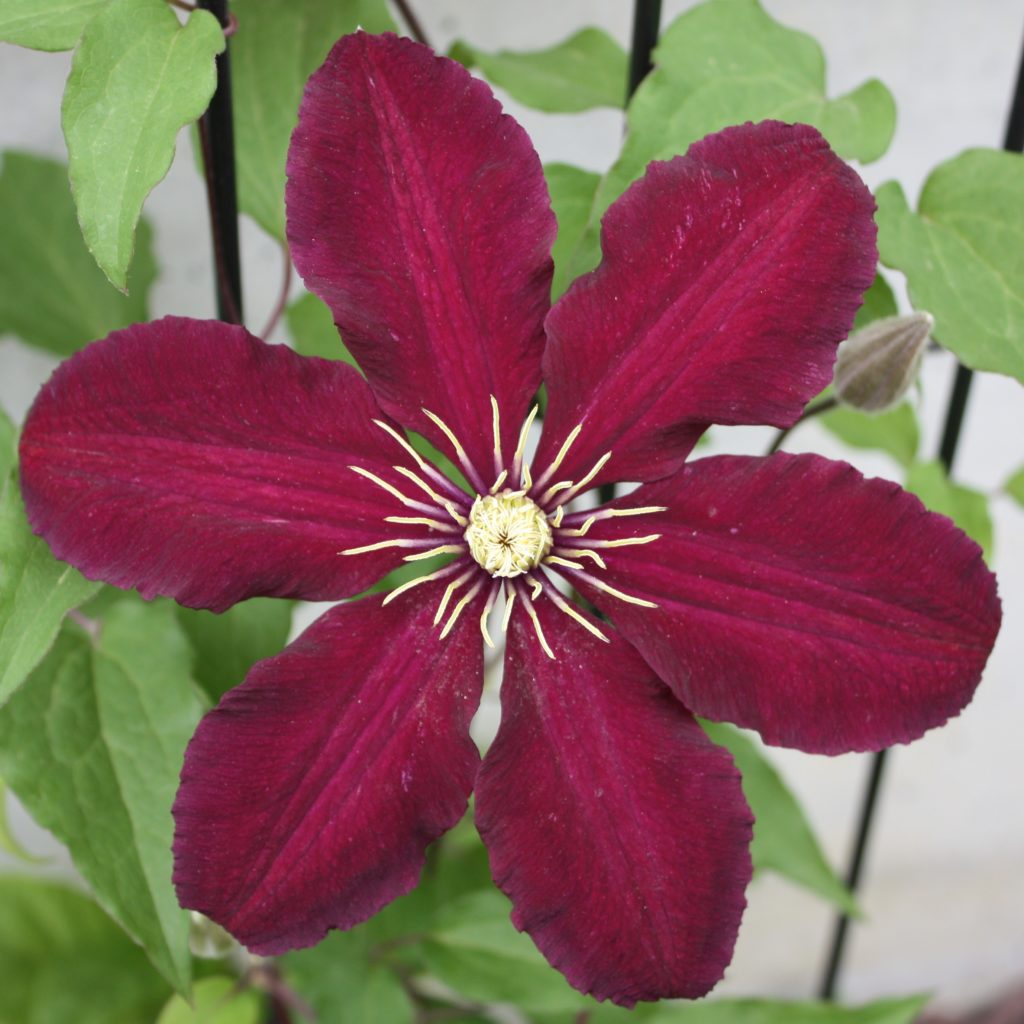 Clematis ‘Niobe’ – Multiplants