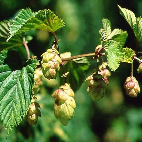 Humulus lupulus – Multiplants